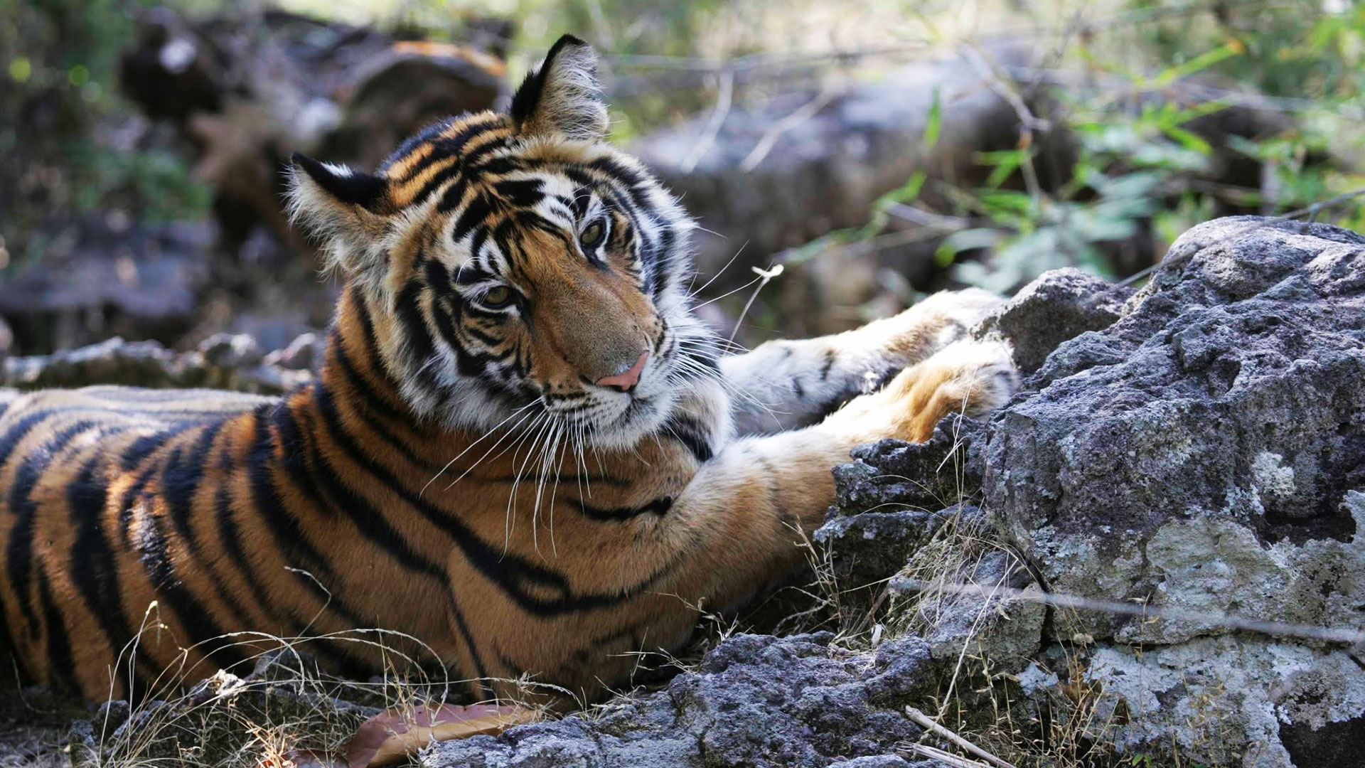 A Jungle Journey - Greaves India
